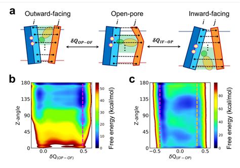 Substrate Translocation Relies On Alternative State Transition To Download Scientific Diagram