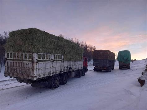 Мал эмнэлгийн хүрээлэнгийн эрдэмтэд зудыг даван туулах арга замын талаар зөвлөгөө өгч ажиллаж байна