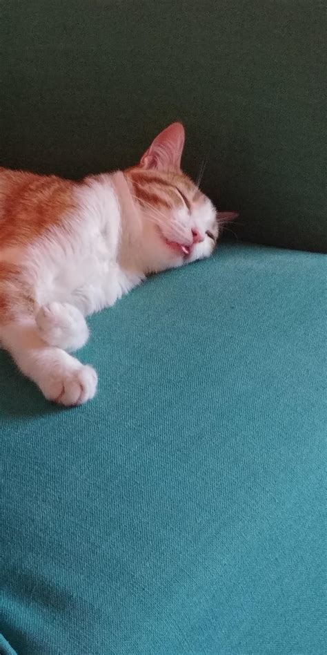 Candy Kat U Candy Kat Reddit