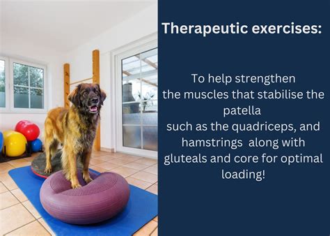 Patella Luxation And Canine Physiotherapy