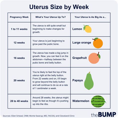 Pregnancy Uterus Size Chart Trauma In Pregnancy A Comprehensive
