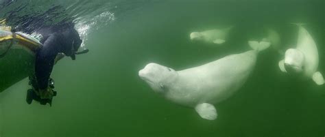 Beluga Boarding With Beluga Whales In Churchill Manitoba