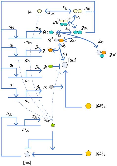 The Gene Regulatory Network For Galactose Utilization Redrawn From Download Scientific Diagram