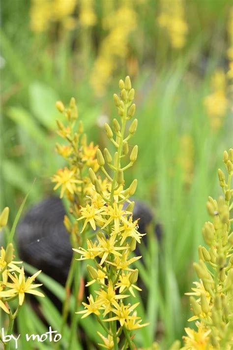 キンコウカ 野山の花たち