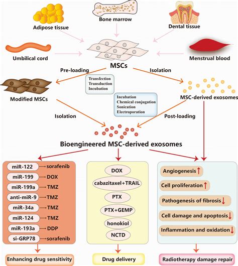Applications Of Msc Derived Exosomes In Cancer Therapy Msc Derived Download Scientific Diagram