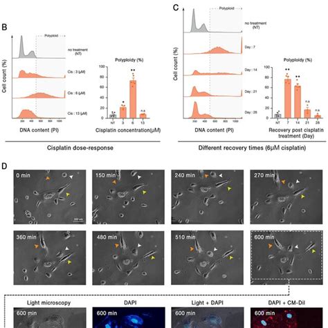 Cisplatin Induced Polyploid Cells Demonstrate A Dynamic Download Scientific Diagram