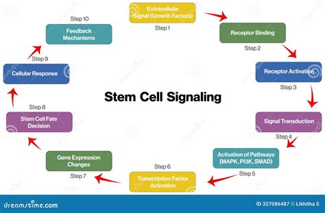 Illustration Of Stem Cell Signaling Pathways Flowchart On White Background For Cellular And