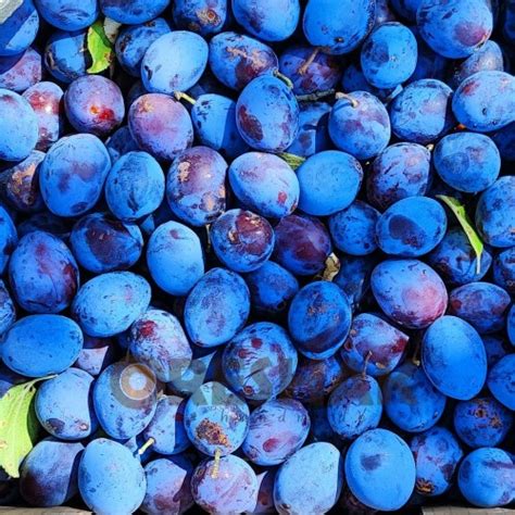 СУШЕНИ СЛИВИ С КОСТИЛКА 500 ГРАМА