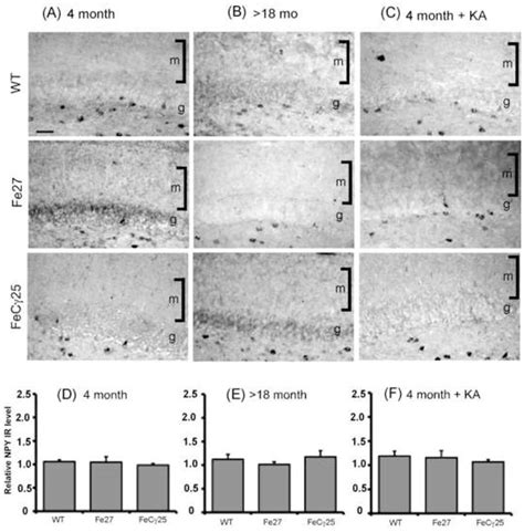 Ectopic Npy Expression Is Absent In The Dentate Gyrus Of Fecγ25 Mice