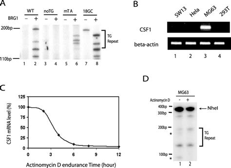 Formation Of The Z Dna Structure Does Not Require Active Transcription