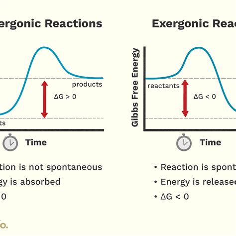Endergonic Reaction Definition Examples And Graph Images