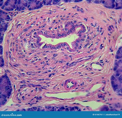 Pancreatic Duct Histology