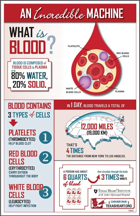 17 Best Images About Circulatory System On Pinterest Heart Disease Circulatory System And Biology
