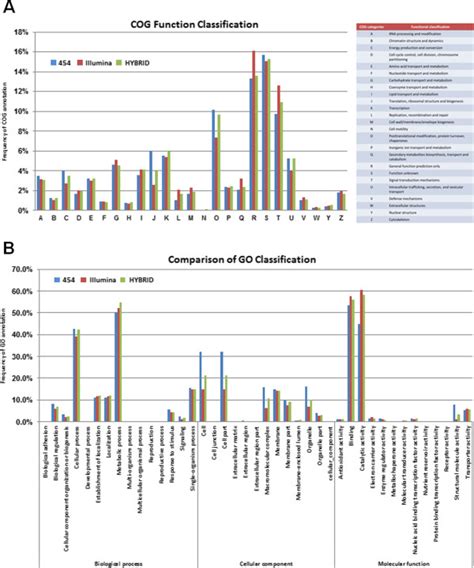 Assignment Of Cog And Go Classifications To B Edulis Unigenes Across Download Scientific