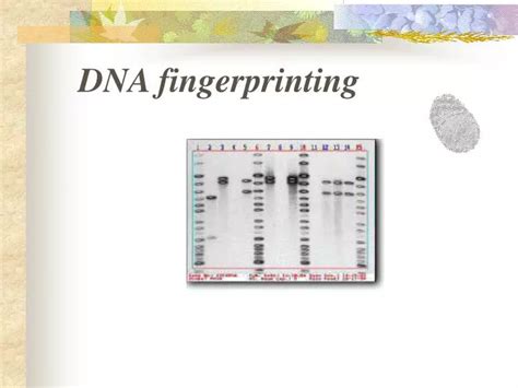 PPT DNA Fingerprinting PowerPoint Presentation Free Download ID