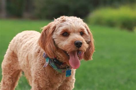 Cavapoos 101 An Intro To The Cavalier King Charles Spaniel Poodle Mix