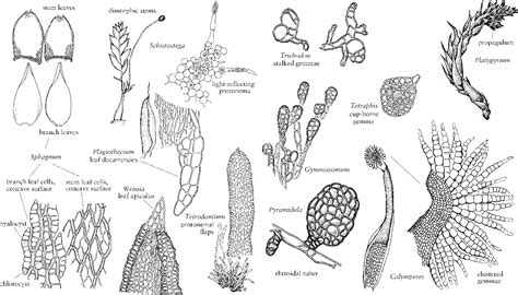 Phylum Bryophyta Diagram