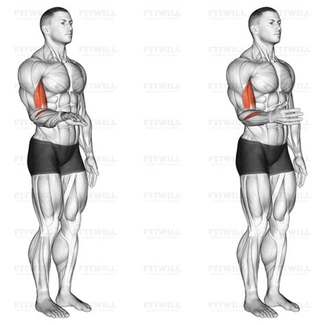 Forearm Supination Articulations Exercise Guide Video Techniques Benefits How To