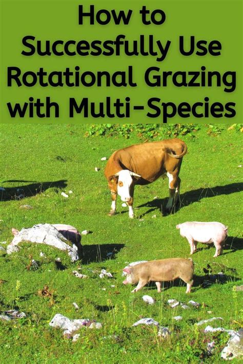 Successful Multi Species Rotational Grazing System Artofit