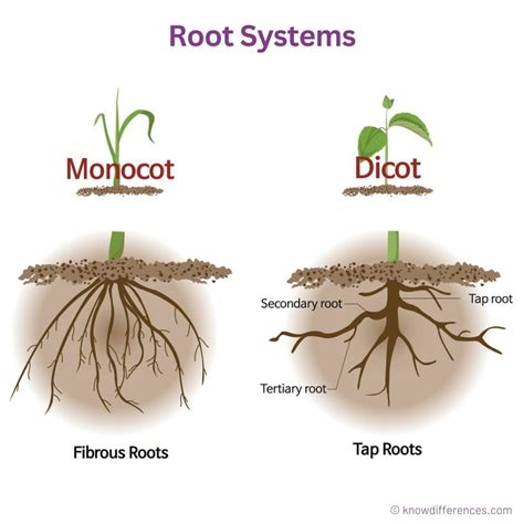 Difference Between Monocot And Dicot Root