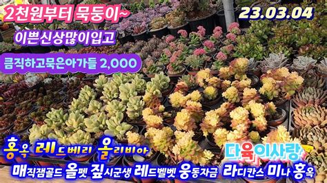 인천다육이사랑12천원짤부터홍옥레드베리매직쨈골드라디칸스루비스타마디바블루엘프올리비아오팔리나금황성짚시홍용월