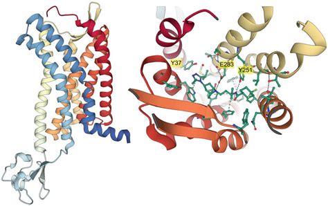 2 Structure Of The Ccr5 Maraviroc Complex Pdb Id 4mbs The Crystal Download Scientific