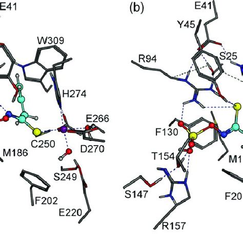 Different Docking Positions Of Allylglucosinolate Aglucone Into Tatfp Download Scientific