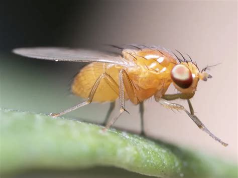Fruit Fly Pest Control And Treatment Ecovalley Pest Control