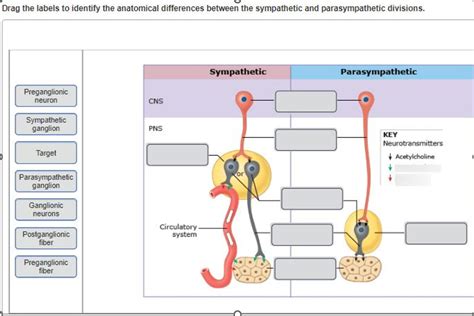 Anatomical Differences Between The Sympathetic And Parasympathetic