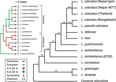 Relationships Among Loranthus Species Determined By Cladistic Maximum Download Scientific