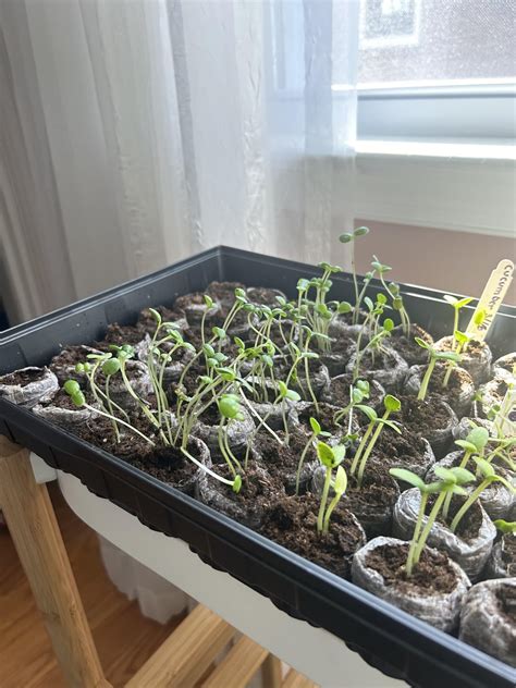 Zinnia Seedlings Growing Very Tall Rgardening