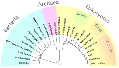 Difference Between Evolution And Speciation Definition Features