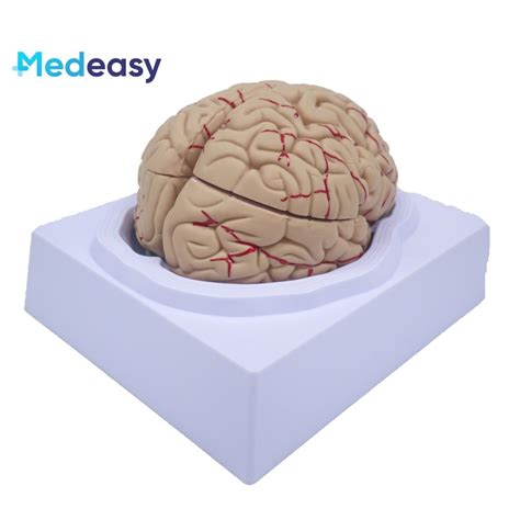 Brain Model Brain Anatomy Model Brainstem Model Brain Structure