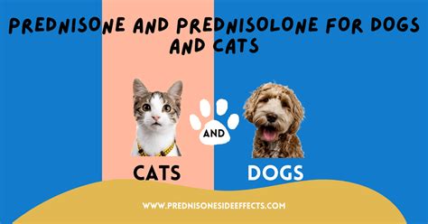 Prednisone And Prednisolone For Dogs And Cats What Pet Owners Need To Know