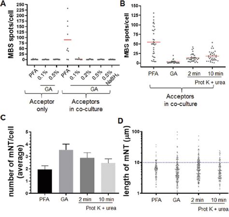 Glutaraldehyde Fixation Prevents Detection Of Transferred Mrna A Ga Download Scientific
