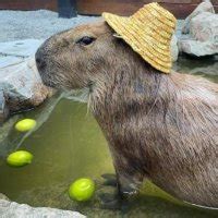 Masbro On Twitter Rt Pahlawanbe Panya Omek Full Durasi Dan Ribuan Video Lainnya Kuy