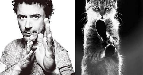 Cats That Look Like Male Models Album On Imgur