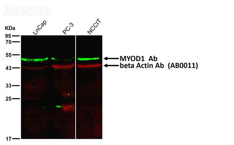 Myod1 Ab Abways