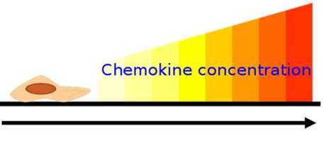 Cell Migration Flashcards Quizlet