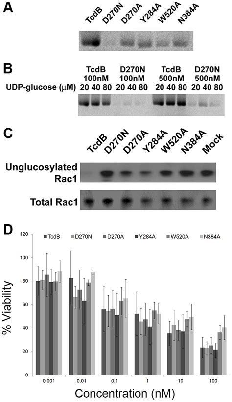 Tcdb Glucosyltransferase Mutants Cause Epithelial Cell Death A Tcdb