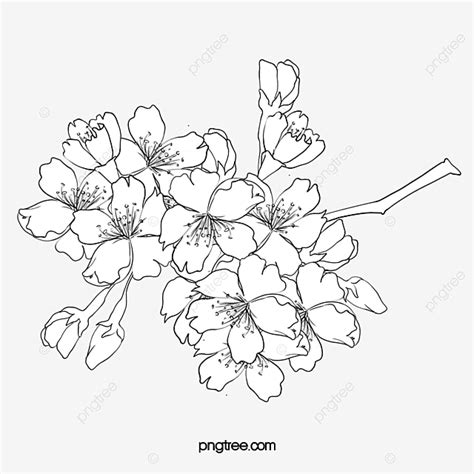 선묘 세밀히 꽃 일러스트 라인 클립 아트 선 그리기 부드러운 Png 일러스트 및 Psd 이미지 무료 다운로드 Pngtree