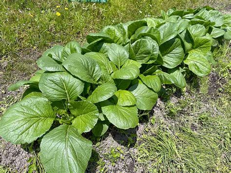 コマツナ小松菜の育て方と栽培のコツ やまむファーム