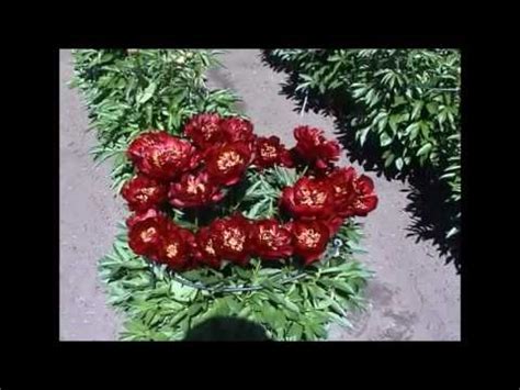 РАННИЕ ПИОНЫ - YouTube