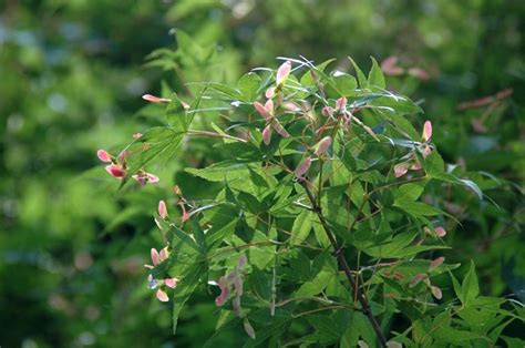 단풍나무 종류와 특징에 대해 공부해보자 네이버 블로그