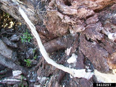 Pythons Python Spp Squamata Pythonidae 5410257