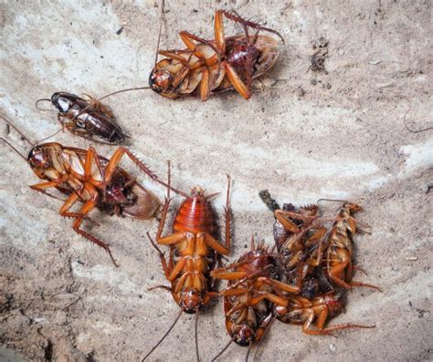 The Dangers Of Cockroaches James River Pest Solutions