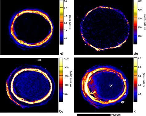 Quantitative Elemental Micro Pixe Maps Of A Freeze Dried Rinoreacf