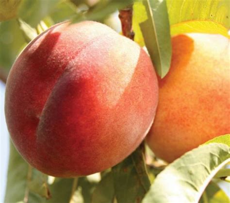 Őszibarack Suncrest Tájkertész