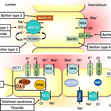 A Schematic Representation Of An Epithelial Cell Of The Thick Download Scientific Diagram