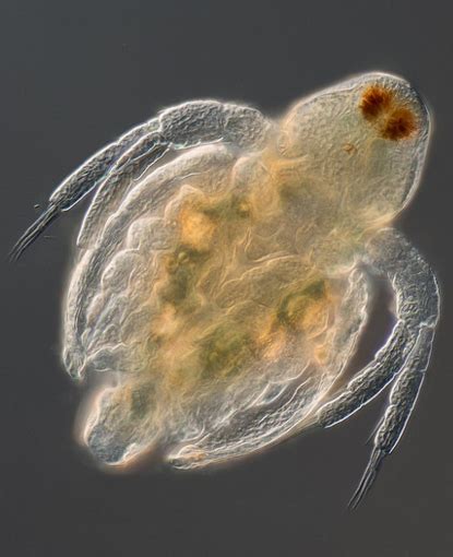 Microscopic Fish Pet Water Photography Animals